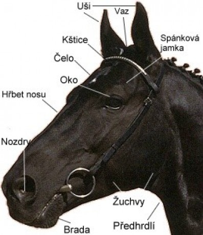 Ranch Šaškovo - Fotoalbum - Stavba těla koně - Stavba těla koně - hlava ...