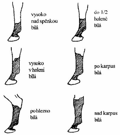 Ranch Šaškovo - Fotoalbum - Stavba těla koně - Stavba těla koně - popis ...